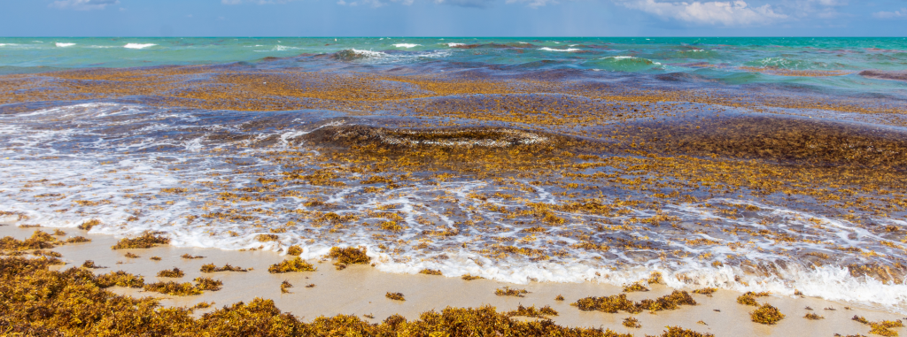 Tracking Seaweed Blooms with the Sargassum Watch System - SECOORA