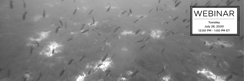 Establishing Baselines for Benthic Habitat and Fish Populations on the West Florida Shelf - SECOORA