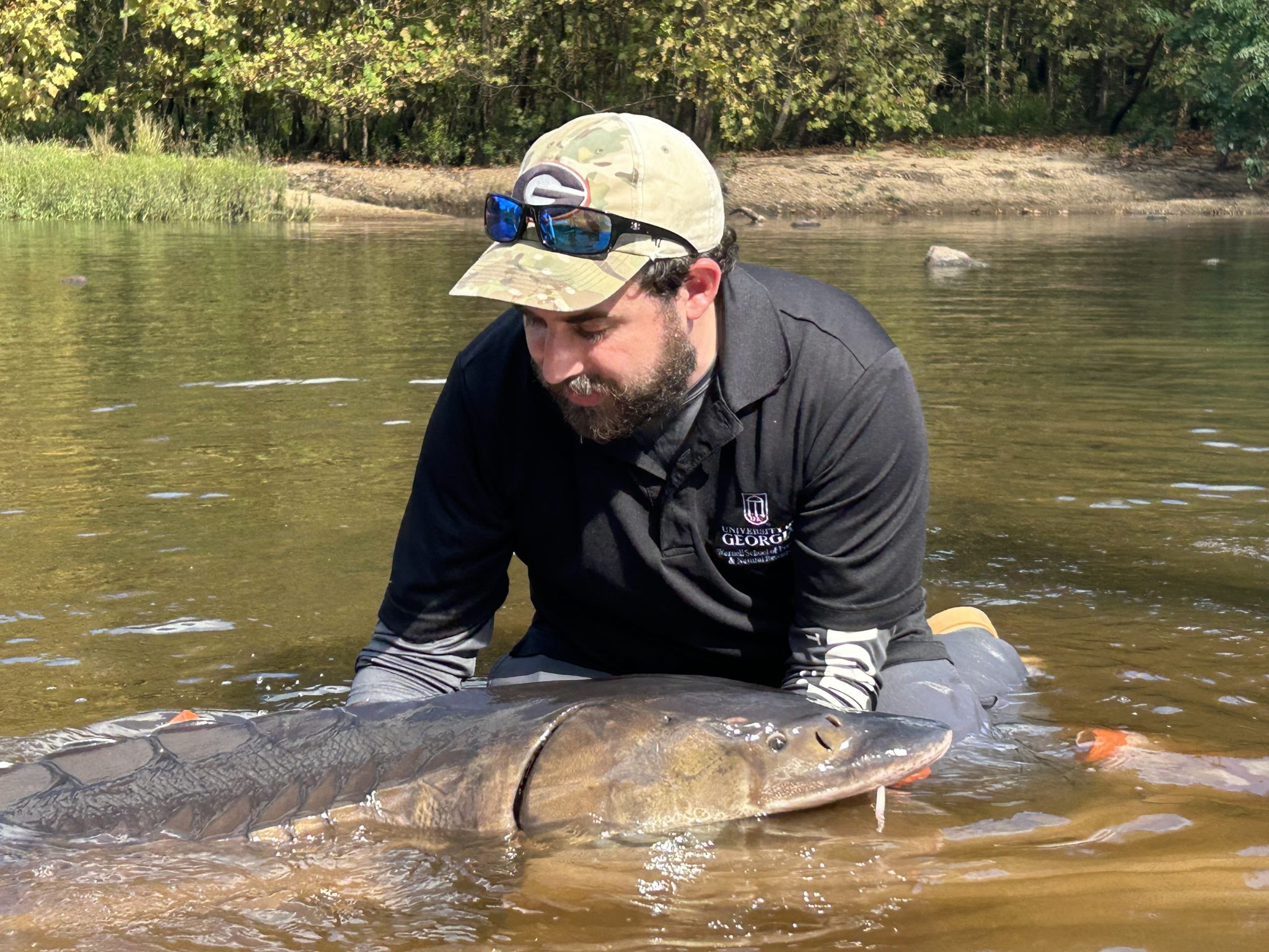 Movements of Atlantic Sturgeon in Georgia - SECOORA