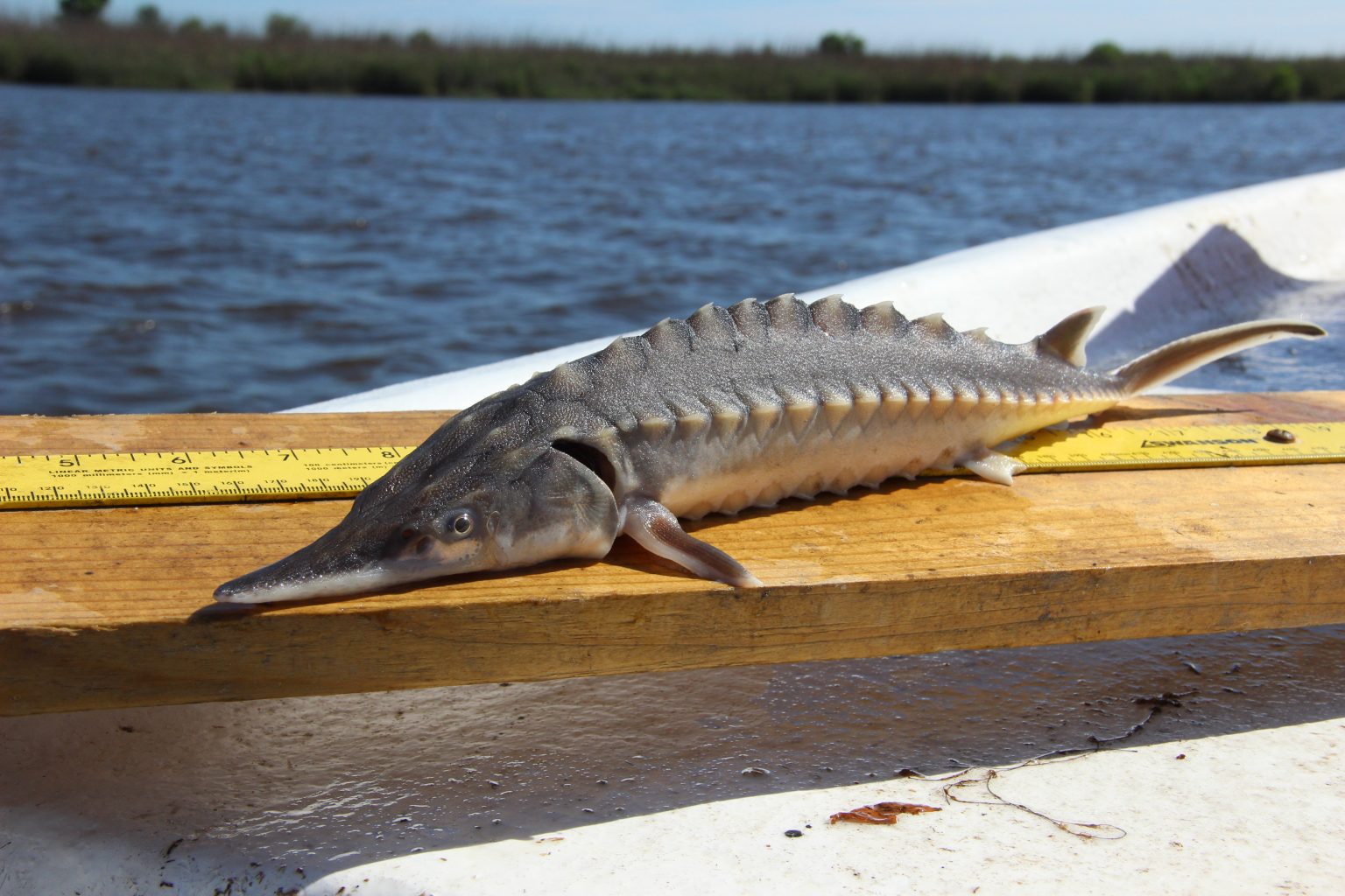Movements of Atlantic Sturgeon in Georgia - SECOORA