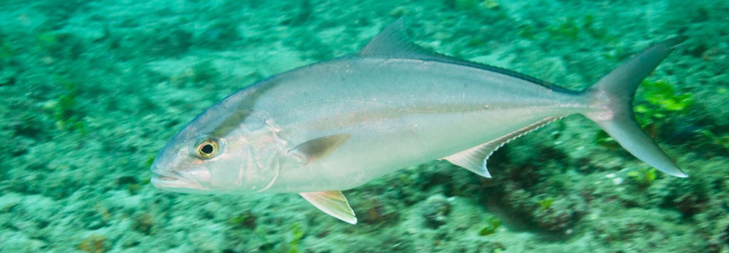 Greater AmberJack Project - SECOORA