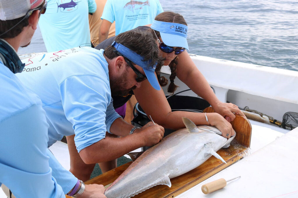 Greater Amberjack Project - SECOORA
