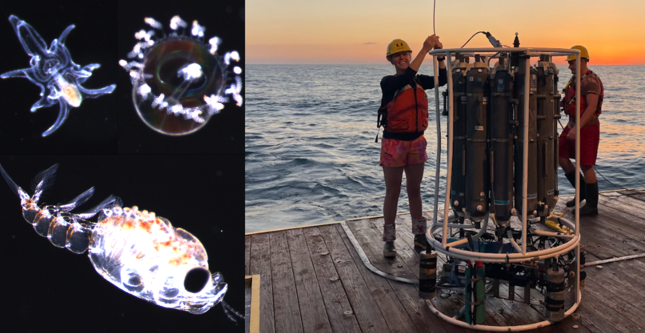 Plankton Perfect: Using Imagery to Document Microscopic Marine Life ...